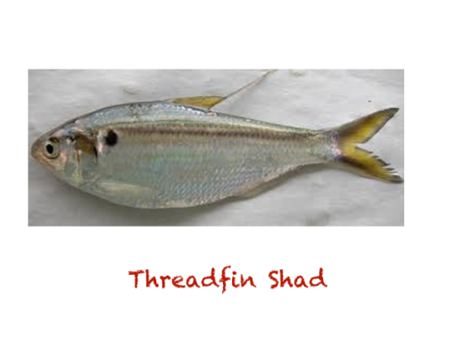 Lake Tawakoni Catfish Tips-Live-Bait | Lake Tawakoni Fishing Guide-Tony ...